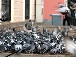 Un estudio confirma que las palomas urbanas son transmisoras de ...
