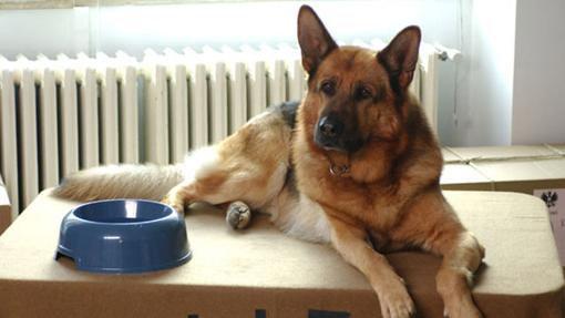 Las mascotas más famosas de las series de televisión